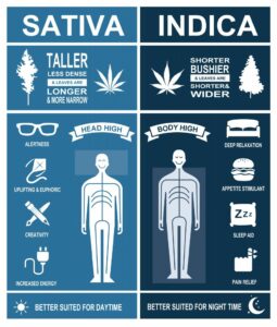 What types of marijuana in Barcelona: guide how to choose your strains?